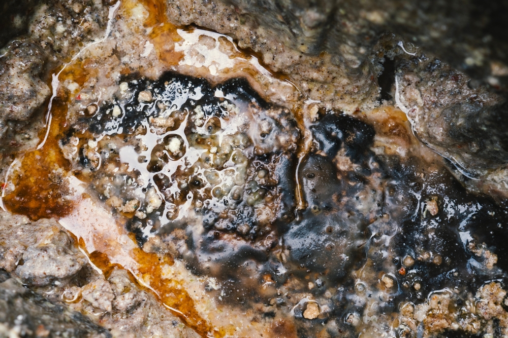 Why Grease Backup Happens During Louisiana’s Rainy Season — And How to ...